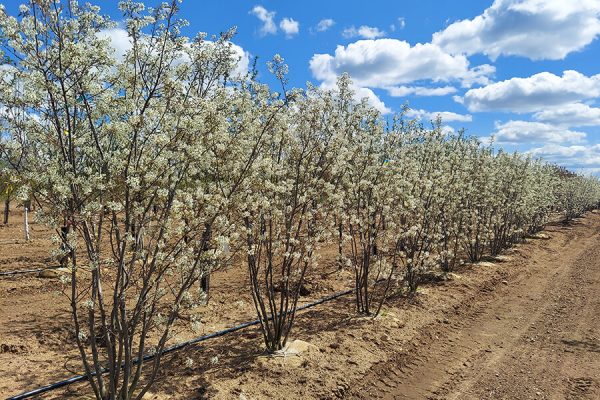 Wholesale Nursery Stock - Christensen's Plant Center