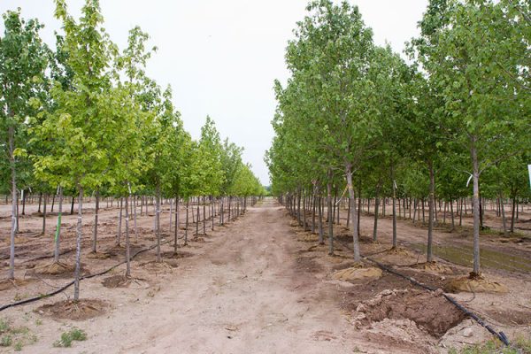 Wholesale Nursery Stock - Christensen's Plant Center