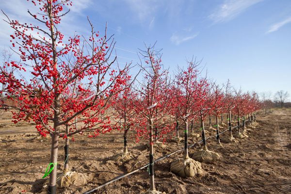 Wholesale Nursery Stock - Christensen's Plant Center